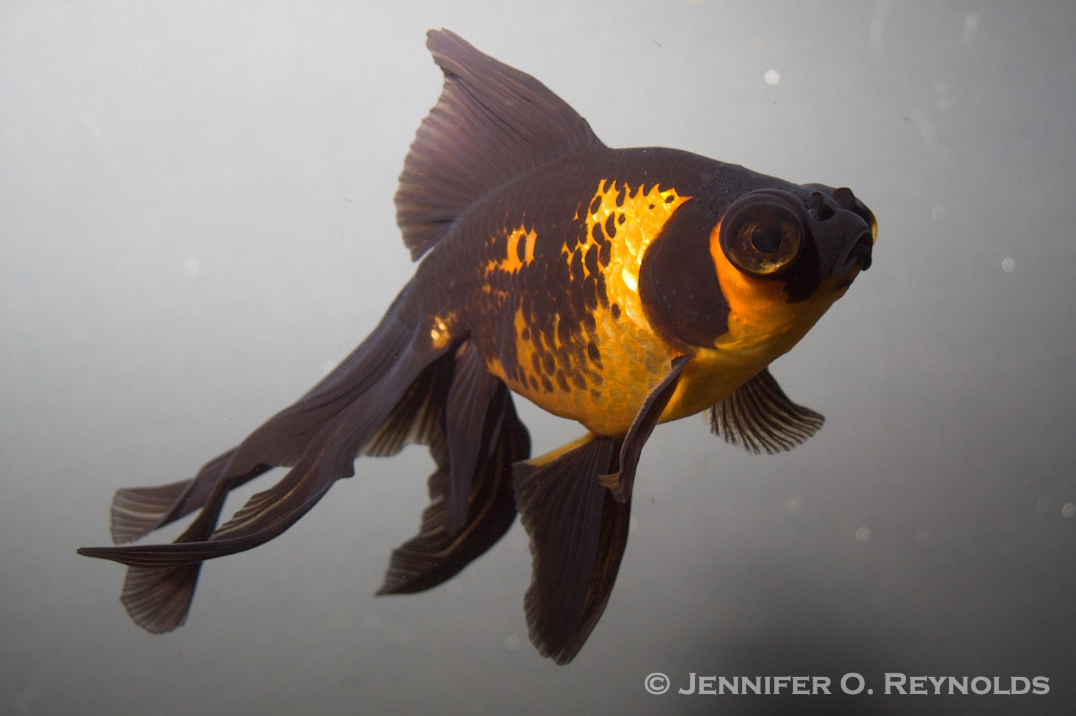 What, How Much, and How Often You Should Feed Your Goldfish - FISHKEEP & CHILL