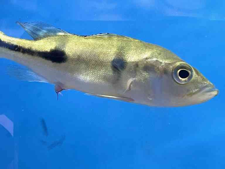 Fighting Internal Fish Parasites: Capillaria and Camallanus Worms ...