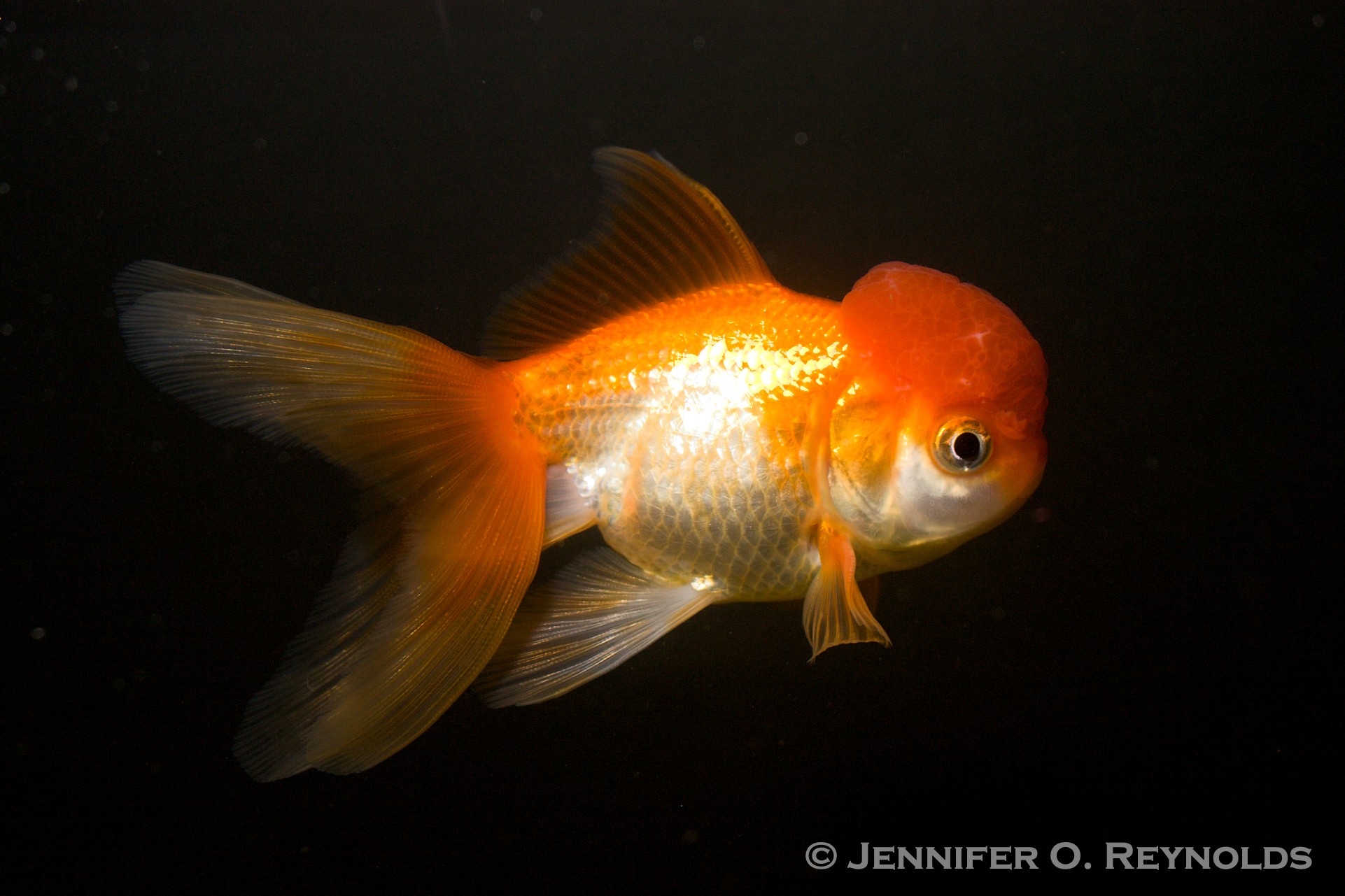 What, How Much, and How Often You Should Feed Your Goldfish - FISHKEEP & CHILL