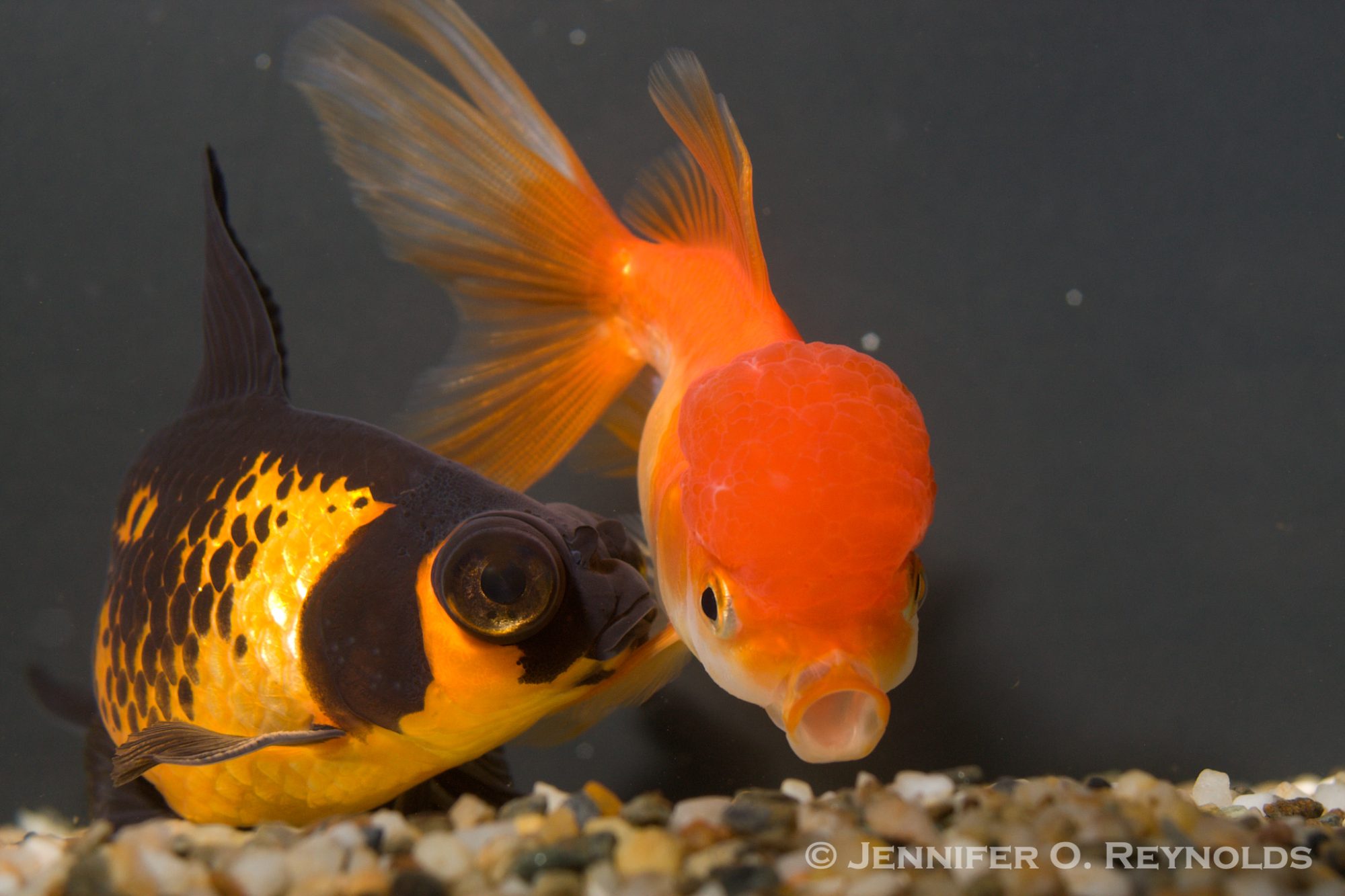 What, How Much, and How Often You Should Feed Your Goldfish - FISHKEEP ...