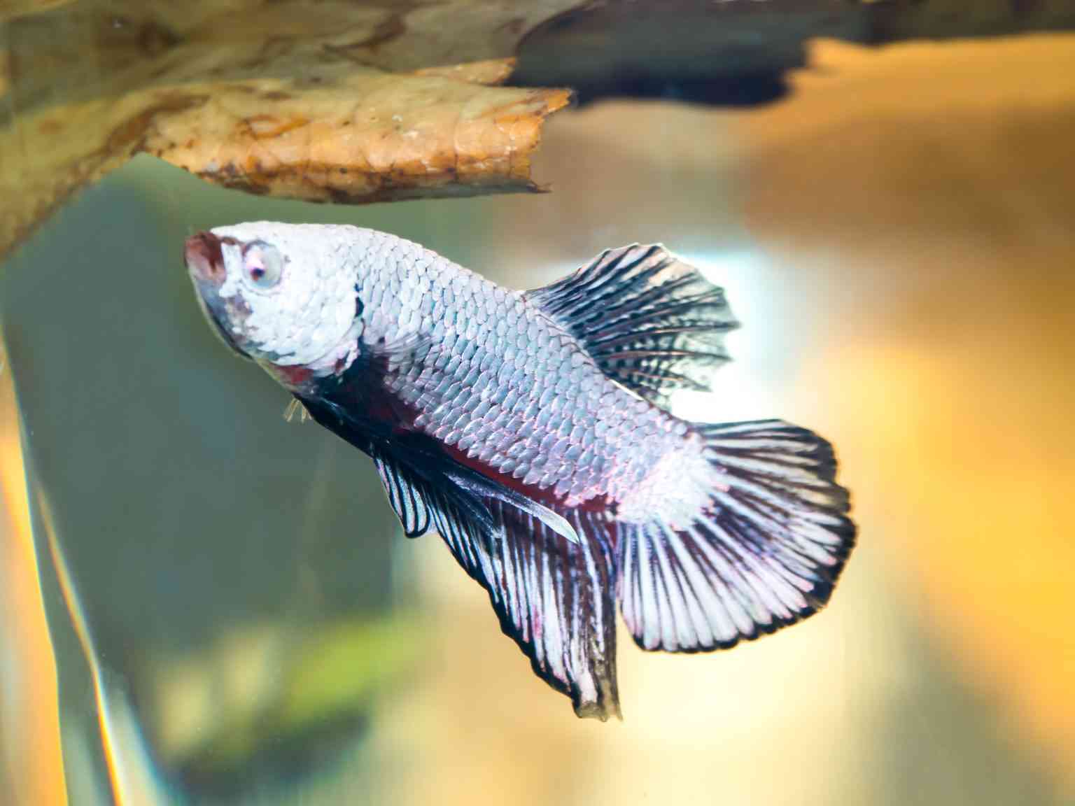 White Bumps and Patches on Bettas: What Are They and How to Treat ...