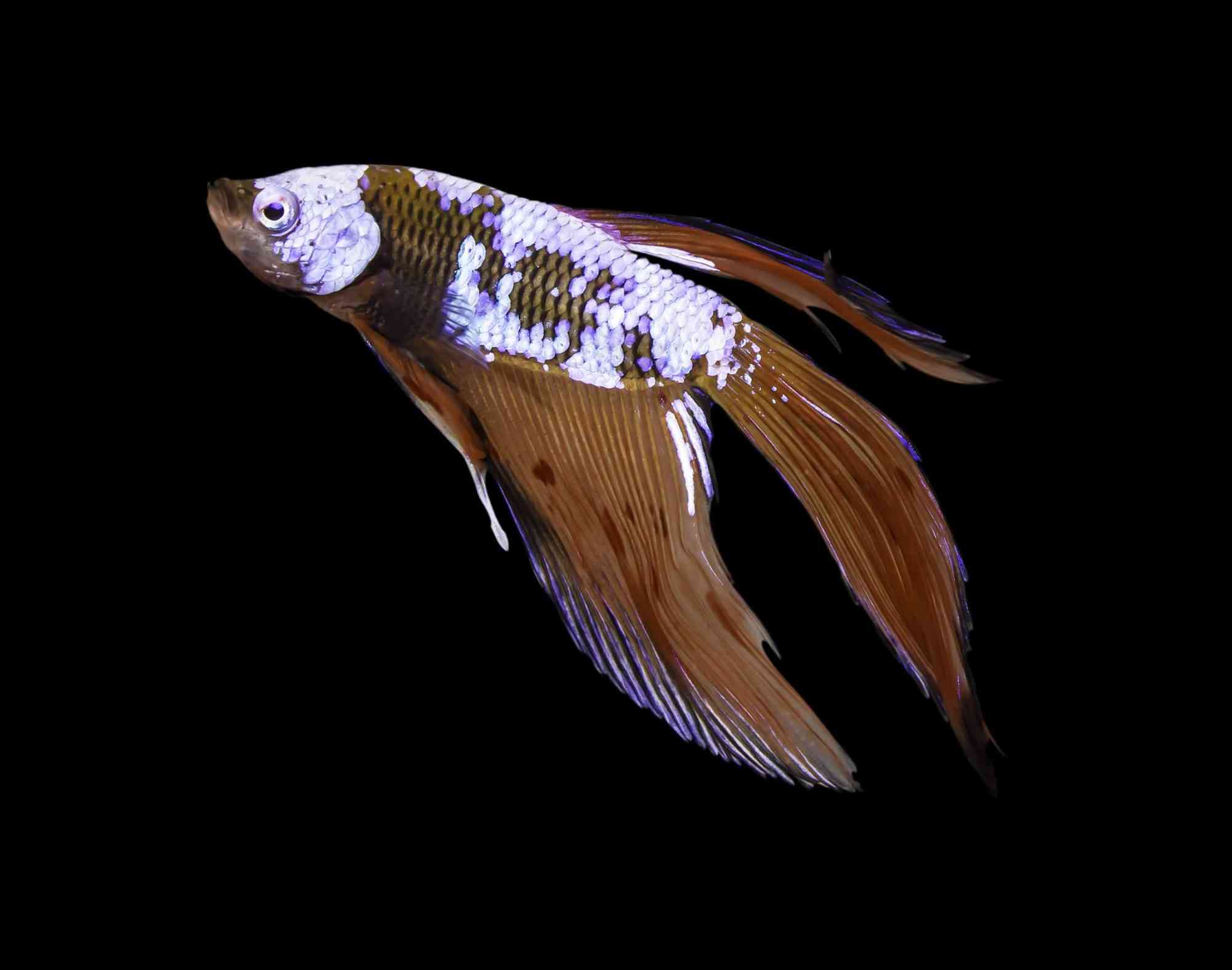 Diamond Eye in Bettas - FISHKEEP & CHILL