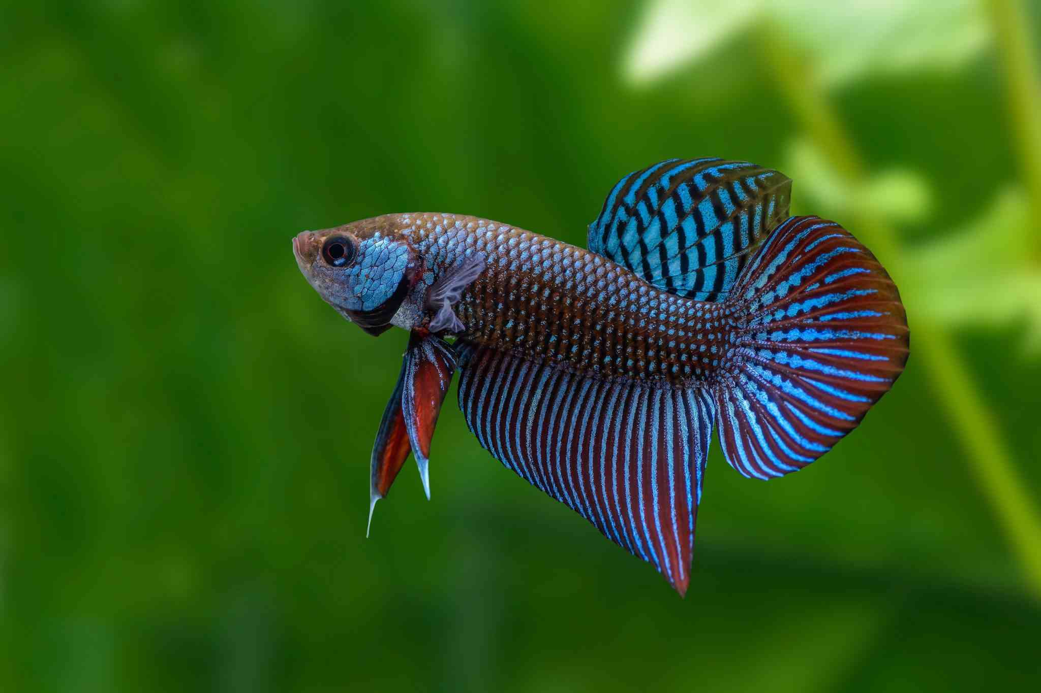 Betta Care for Beginners - FISHKEEP & CHILL