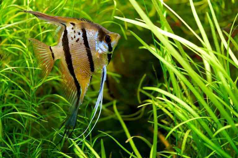 Fighting Internal Fish Parasites: Capillaria and Camallanus Worms ...