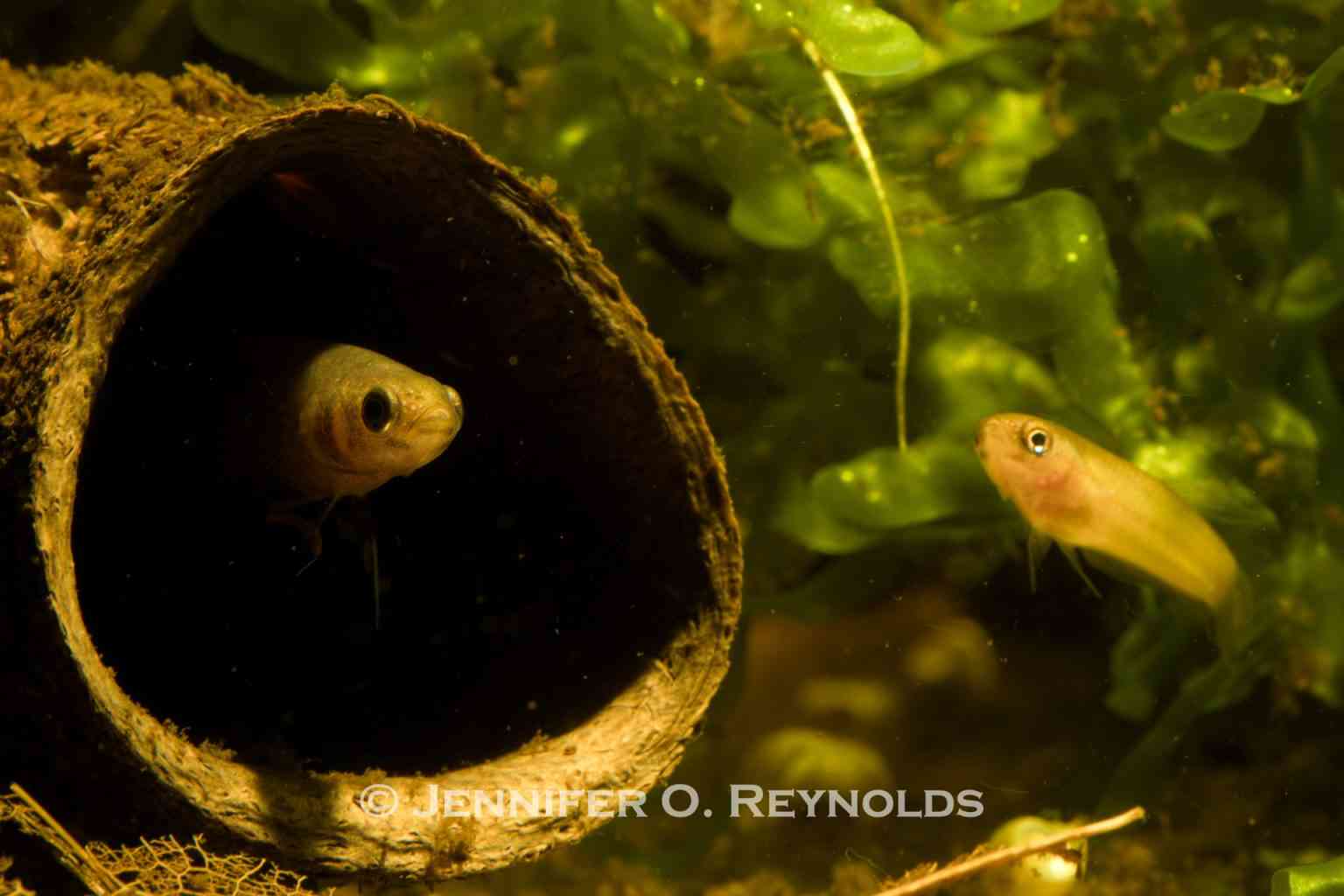 The Art of Collecting Botanicals for Blackwater Aquariums - FISHKEEP & CHILL