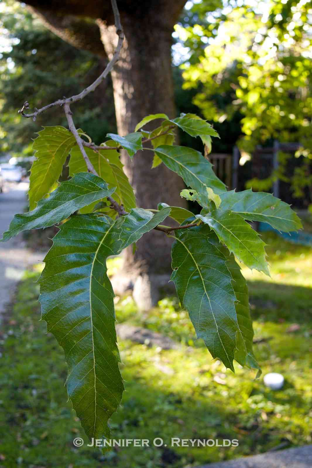 The Art of Collecting Botanicals for Blackwater Aquariums - FISHKEEP ...