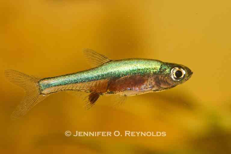 The Art of Collecting Botanicals for Blackwater Aquariums - FISHKEEP ...